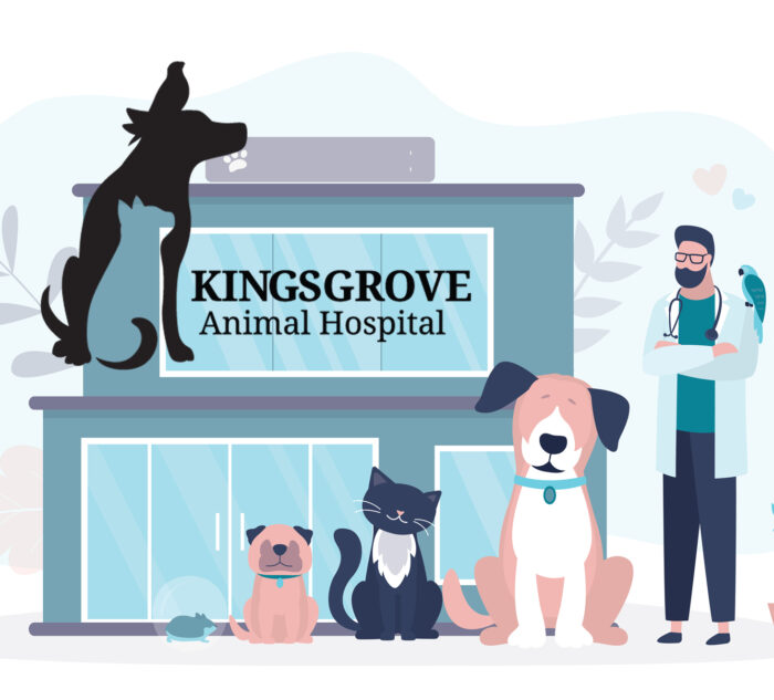 Best Veterinarian in Kingsgrove | Kingsgrove Vet - Kingsgrove Animal ...